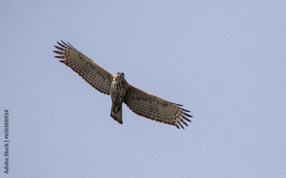 Changeable hawk eagle in flight. changeable hawk-eagle or crested hawk ...