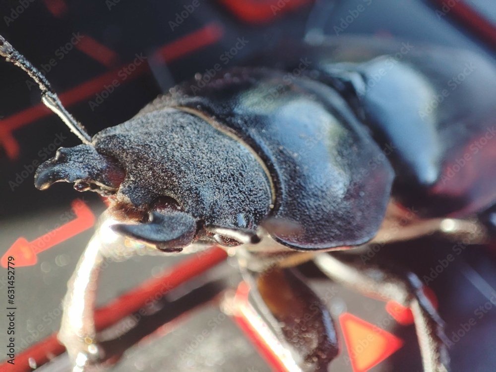Lucanus cervus, known as the European stag beetle, or the greater stag ...