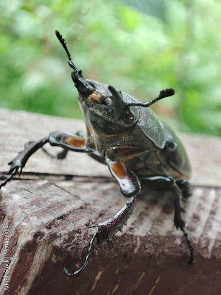Lucanus cervus, known as the European stag beetle, or the greater stag ...