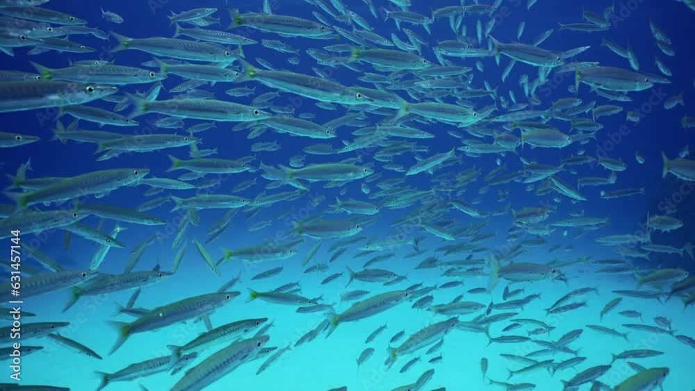 Close-up, Camera moving forwards passing through large school of ...