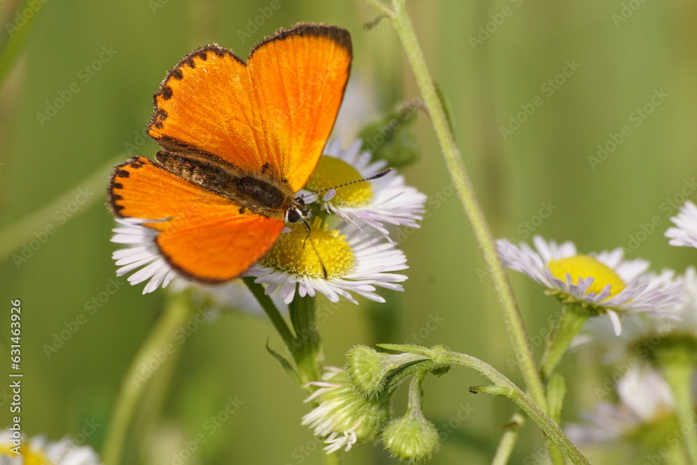 Motyl ,motyl na kwiecie ,barwny motyl , motyl na stokrotkach ,owad na ...