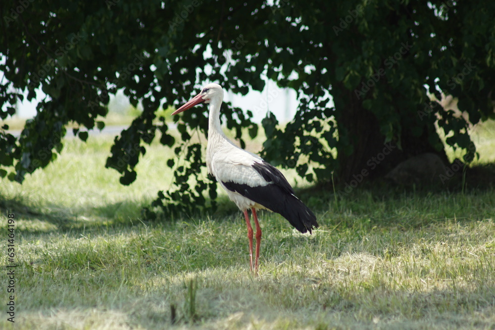 Bocian ,ptak ,ptak na polu ,bocian biały ,bocian w naturze Stock Photo ...