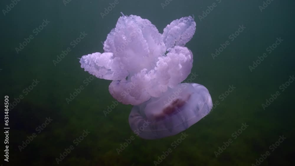 Jellyfish Octopus swims over seabed covered with algae in bright ...