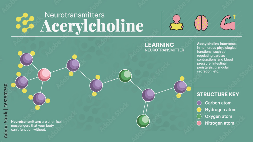 Vetor de Acetylcholine Neurotransmitter Hormone Chemical Structure -A ...