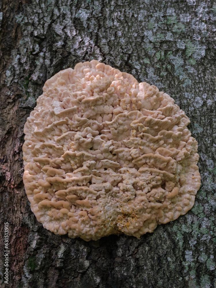 Climacodon septentrionalis, commonly known as the northern tooth fungus ...