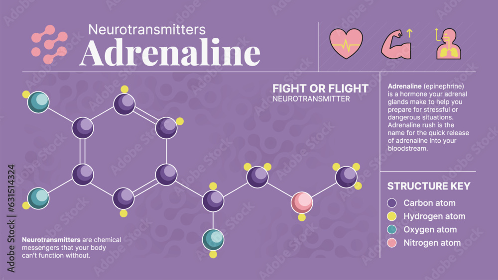 Adrenaline Neurotransmitter Hormone Chemical Structure -A Visual Vector Infographic Design Stock ...