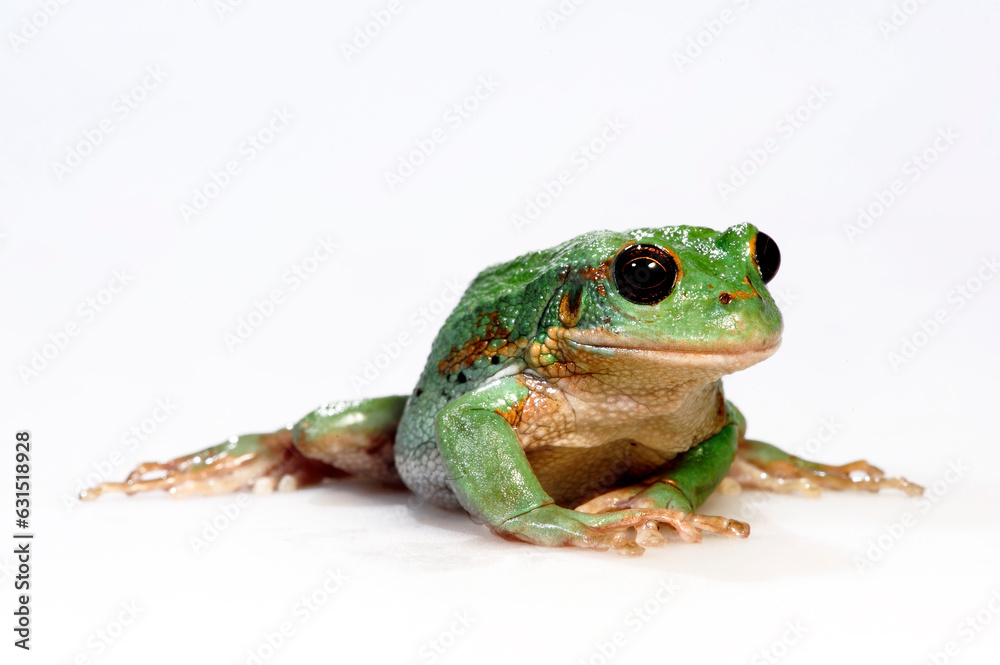 Andean marsupial tree frog // Riobamba-Beutelfrosch (Gastrotheca ...