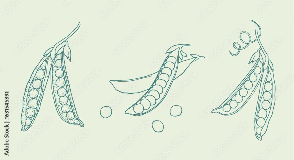 Peas, green peas, pea , logo , doodle ,line art, sketch, drawing ...