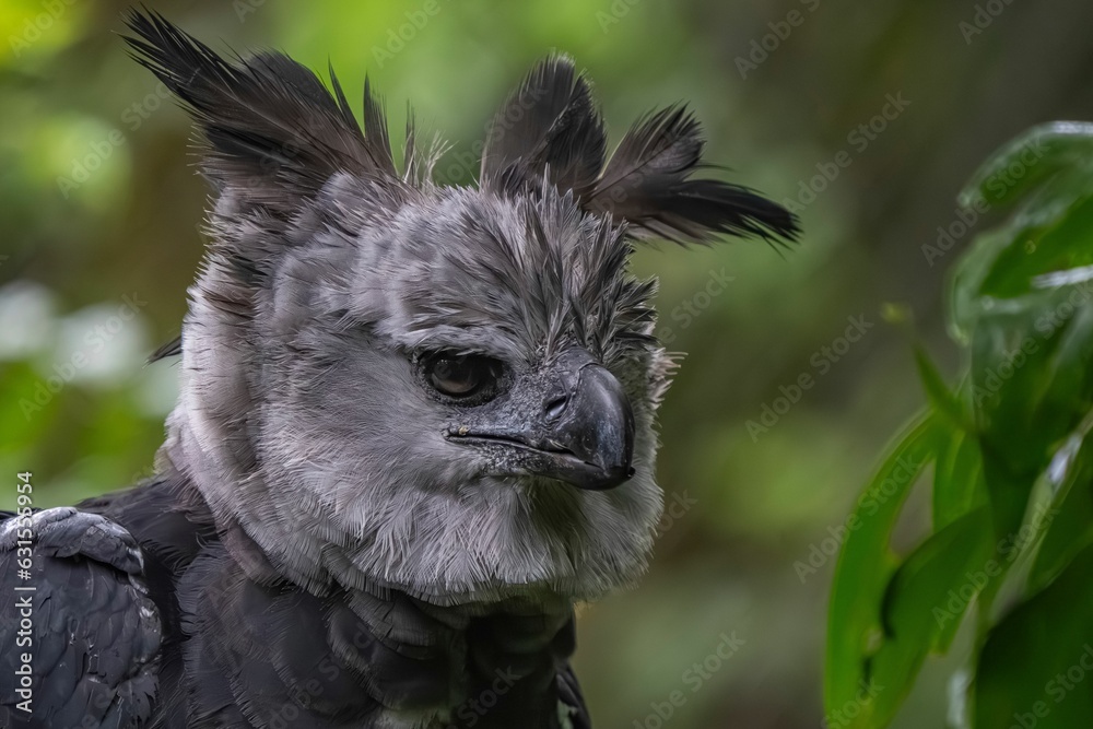 Majestic South American harpy (Harpia harpyja) in a lush green forest ...