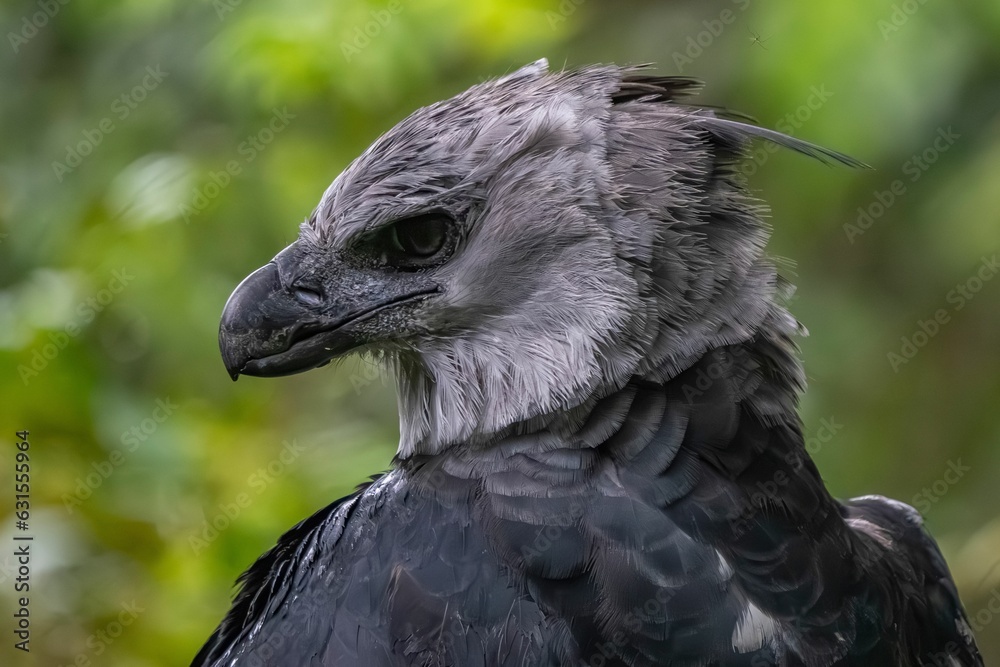 Majestic South American harpy (Harpia harpyja) in a lush green forest ...