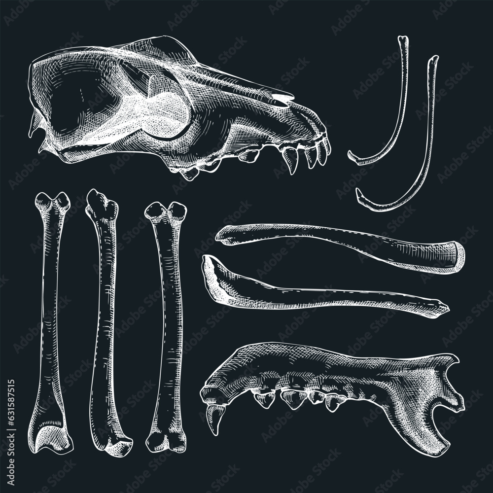 Hand drawn bones set in graphic style. Halloween design element. Animal ...