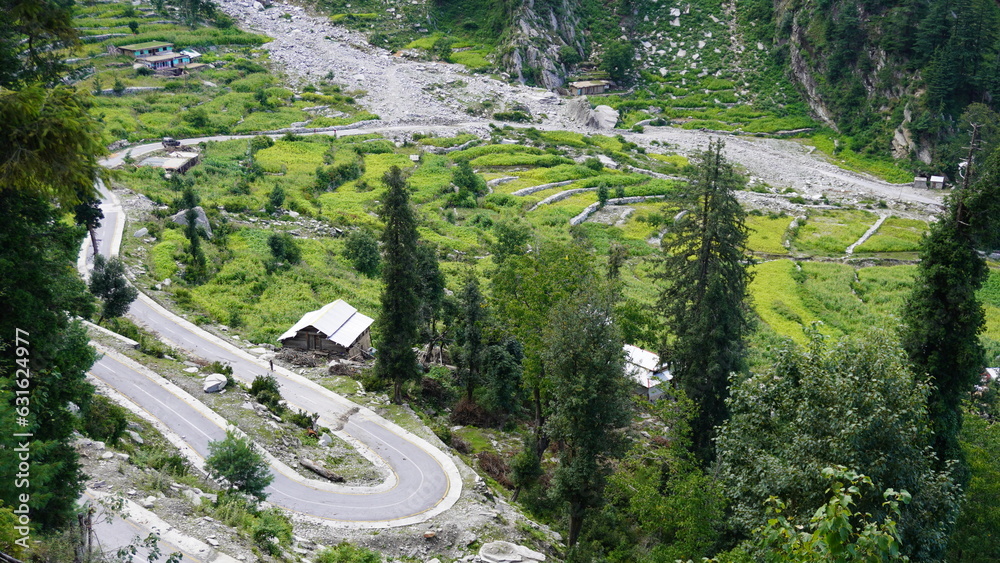 Himalayan cedar tree forestry in the Pir Panjal Region of Jammu Kashmir ...