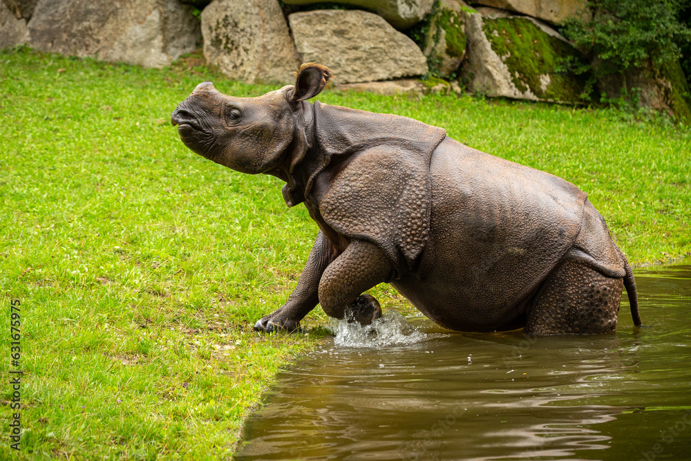 Foto de Indian rhinoceros in the beautiful nature looking habitat. One ...