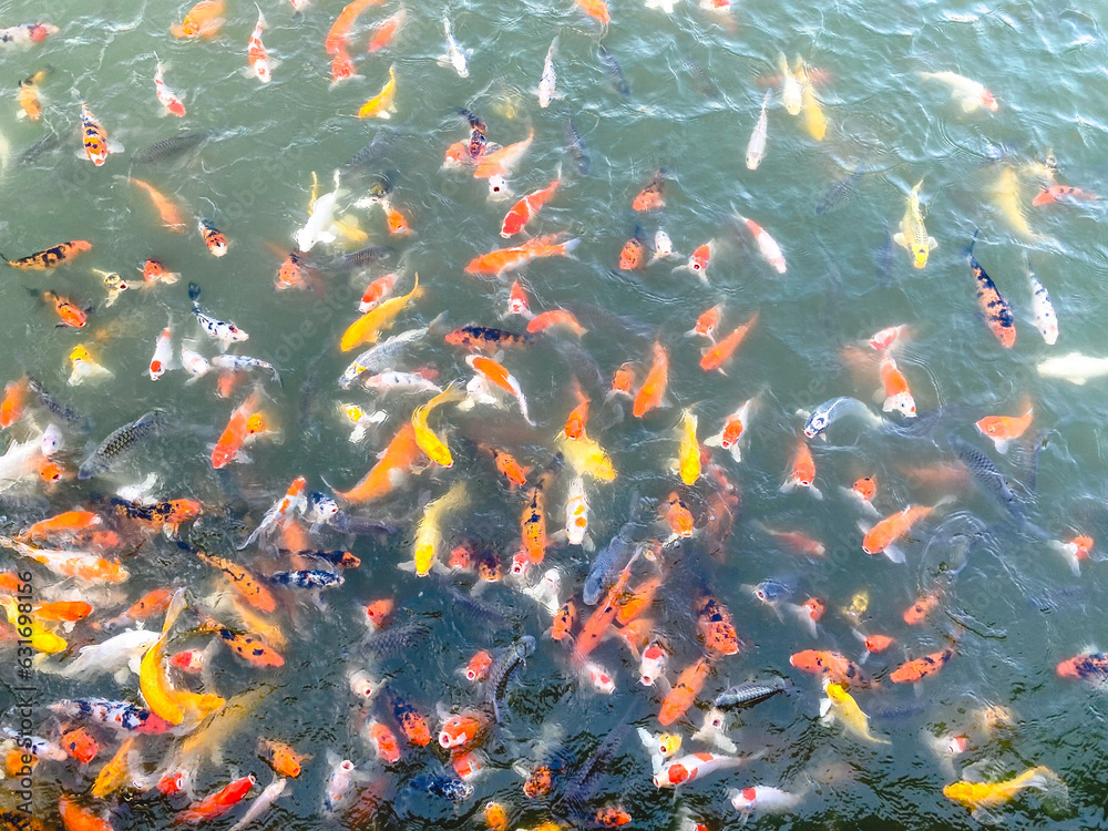 Photo of movement group of colorful koi fish in clear water. This is a ...