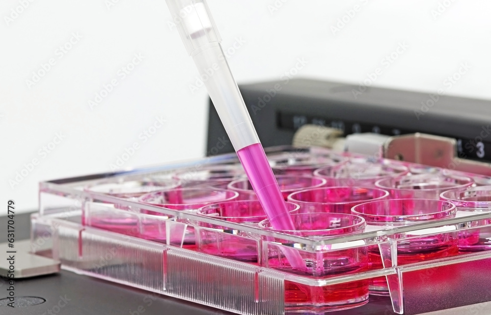 Big increase. The tip of a pipette dispensing culture medium into a ...