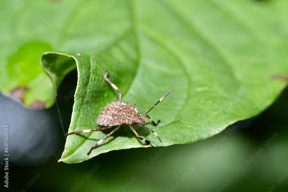 Halyomorpha halys (Heteroptera: Pentatomidae), the brown marmorated ...