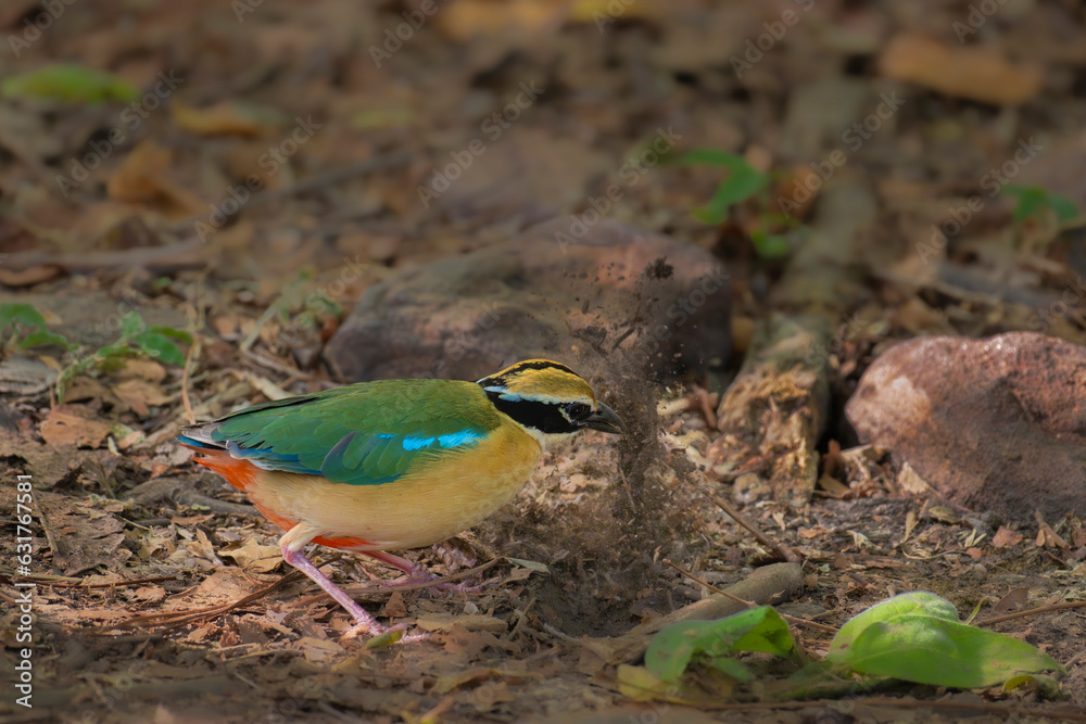 Indian Pitta searching the food and insects by digging the soil and ...