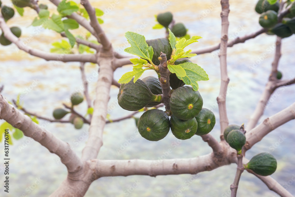Branches of fig tree ( Ficus carica ) with green fruit Stock Photo ...