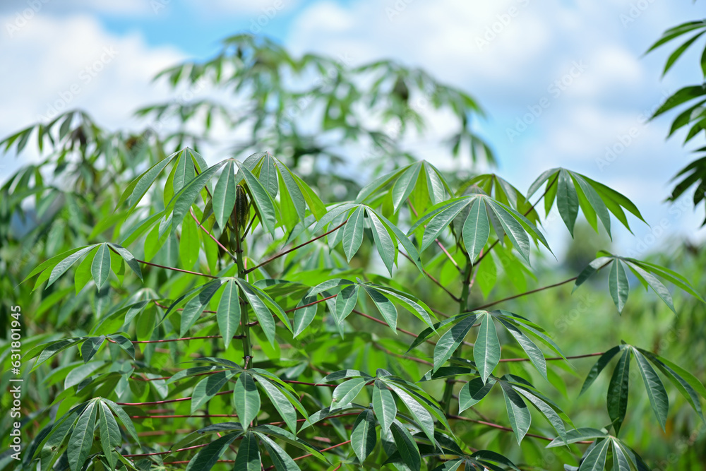 Cassava tree in a Thai farm Concept of economic crops of Thailand, Asia ...