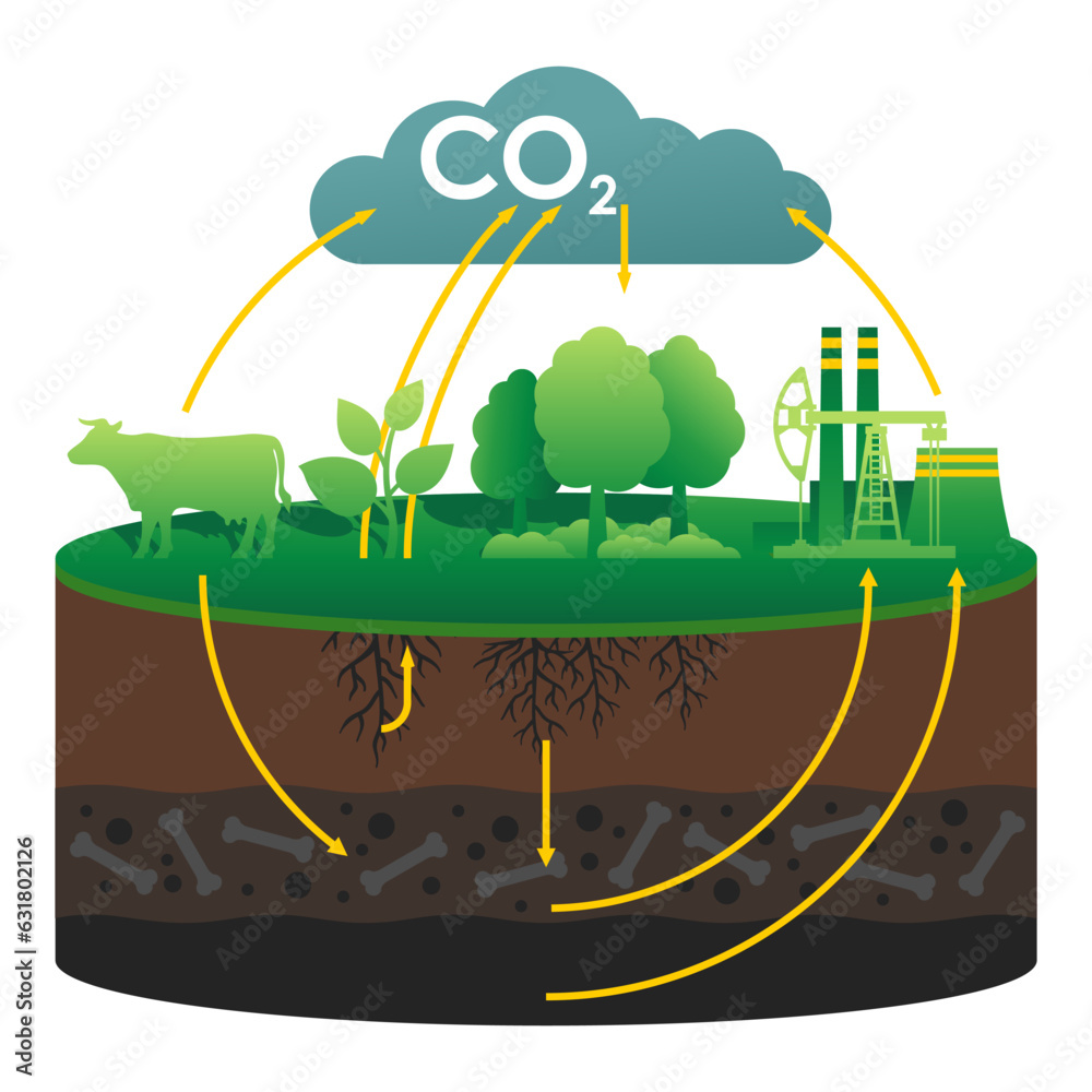 CO2 cycle - visual aid for scientific articles Stock Vector | Adobe Stock