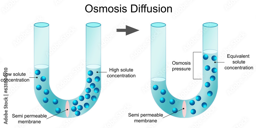 Osmosis diffusion process isolated diagram Stock Illustration | Adobe Stock