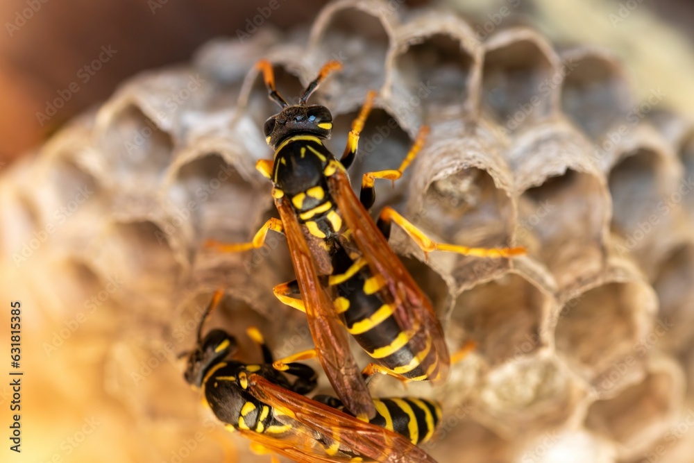 Macro close-up capturing the beginning stages of a European wasp colony ...