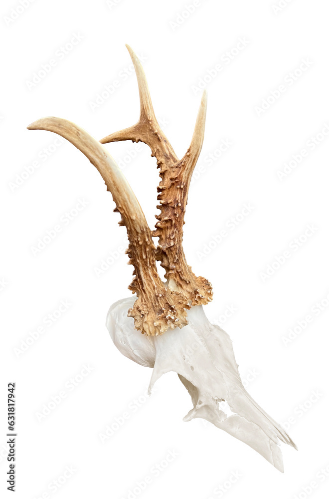 Rare roe deer buck, roebuck skull with unique, abnormal antlers ...