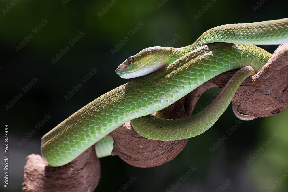 White-lipped island pit viper ( Trimesurus insularis ) on the tree ...