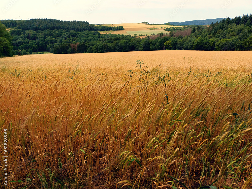 Golden glänzendes Roggenfeld im Juli mit ländlicher Natur im ...