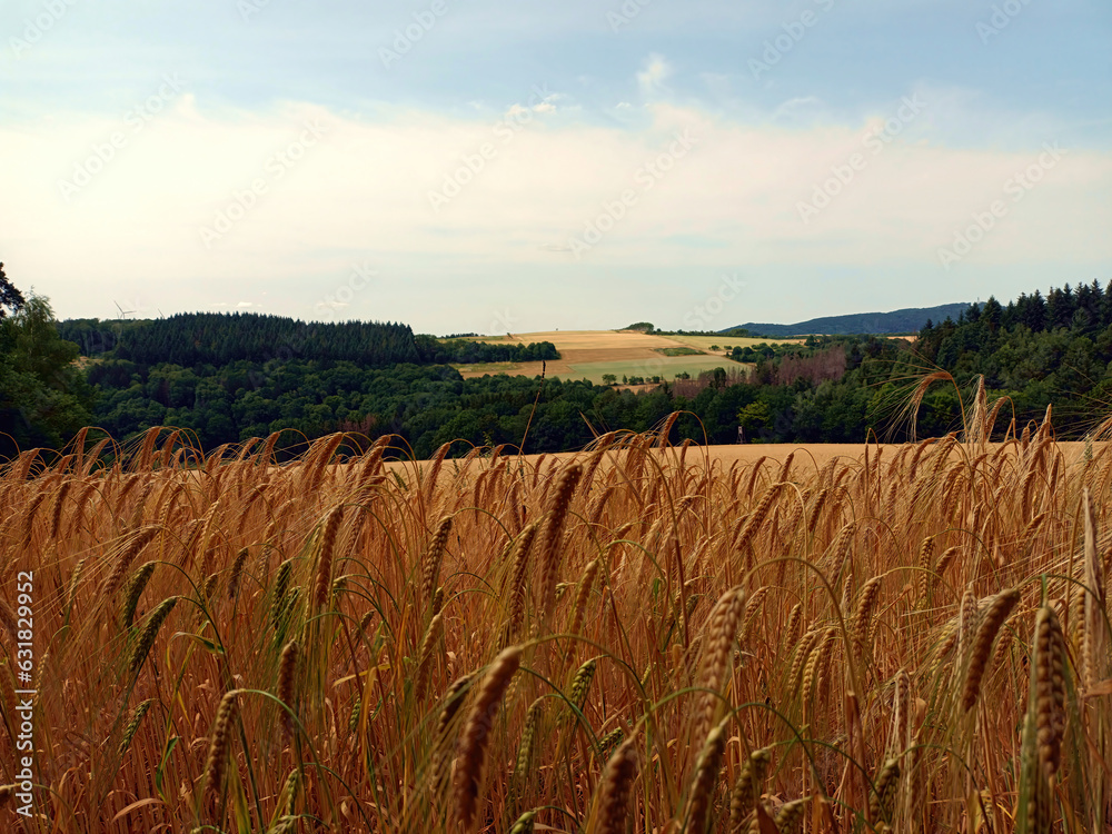 Golden glänzendes Roggenfeld im Juli mit ländlicher Natur im ...