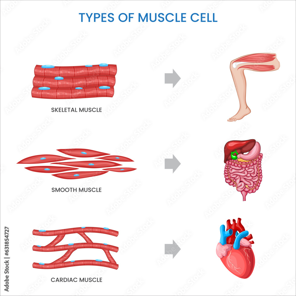 Types of muscle cells include skeletal, smooth, and cardiac muscles ...