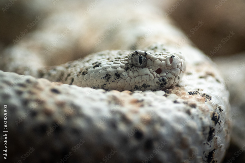 A southwestern speckled rattlesnake (Crotalus pyrrhus) also known as ...