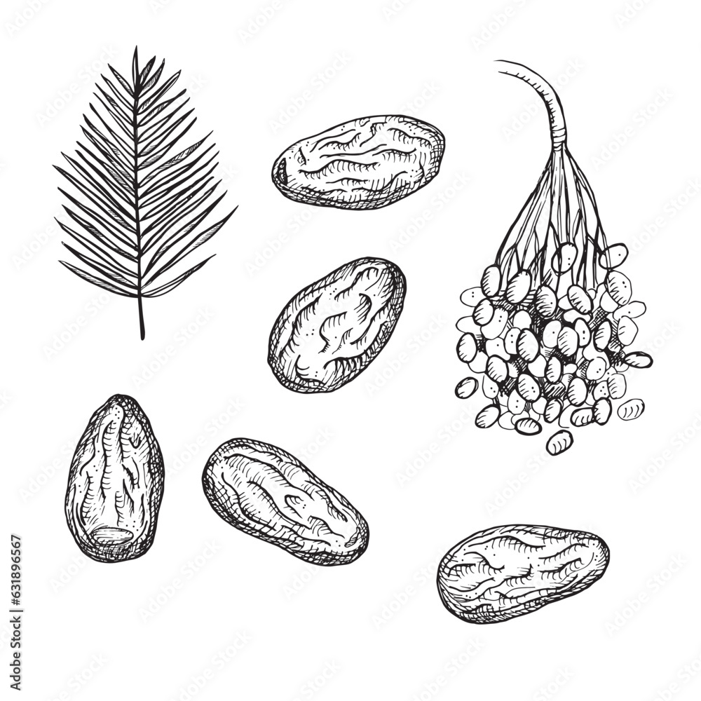 Dates drawn fresh edible date palm fruits, leaves and dried fruits ...