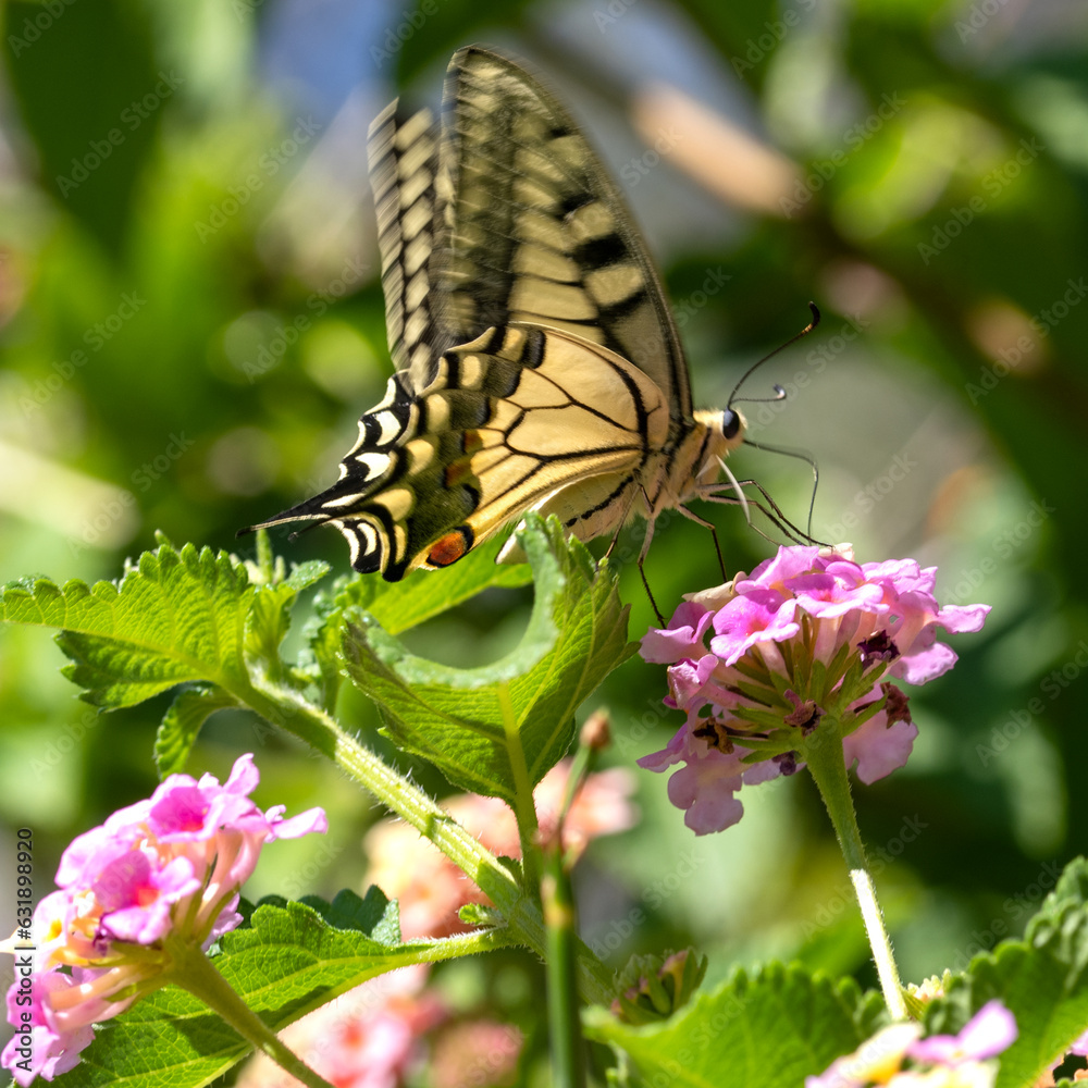 Un superbe papillon Machaon ou Papilio machaon en train de butiner sur ...