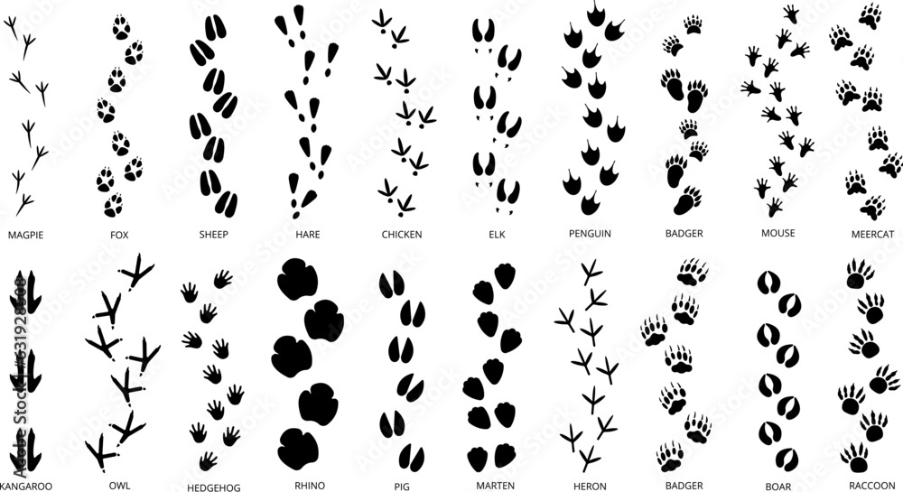 Animals footprints tracks black silhouettes. Pawprints, isolated animal ...