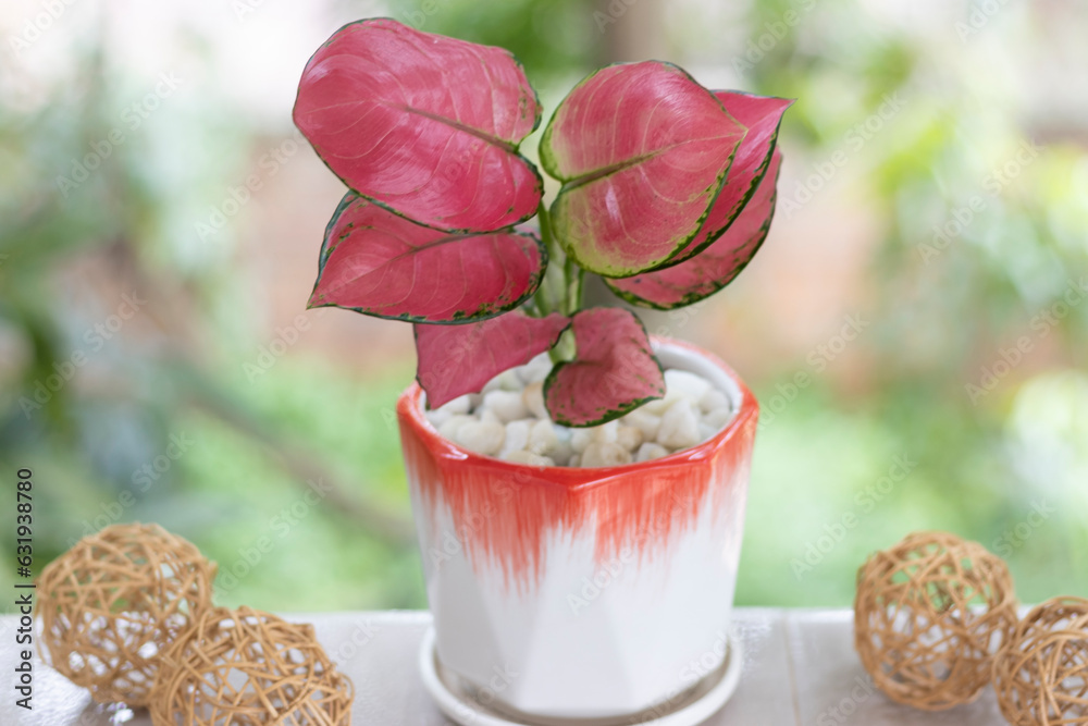 Tropical houseplants. Aglaonema Pink Lady Valentine (Aglaonema Pink ...