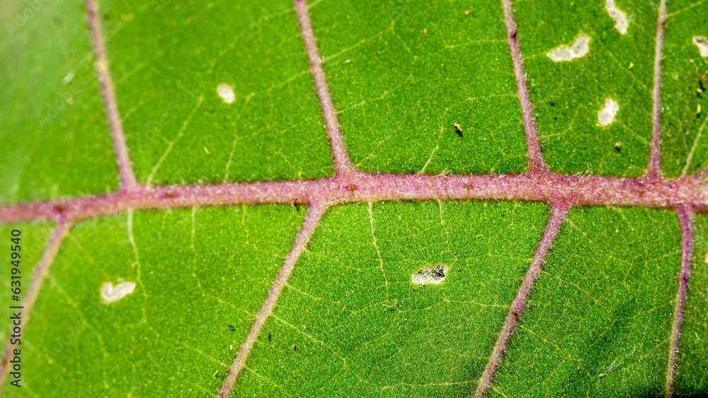 Macro de hoja de Quito quito o Solanum quitoense, fruta de planta ...