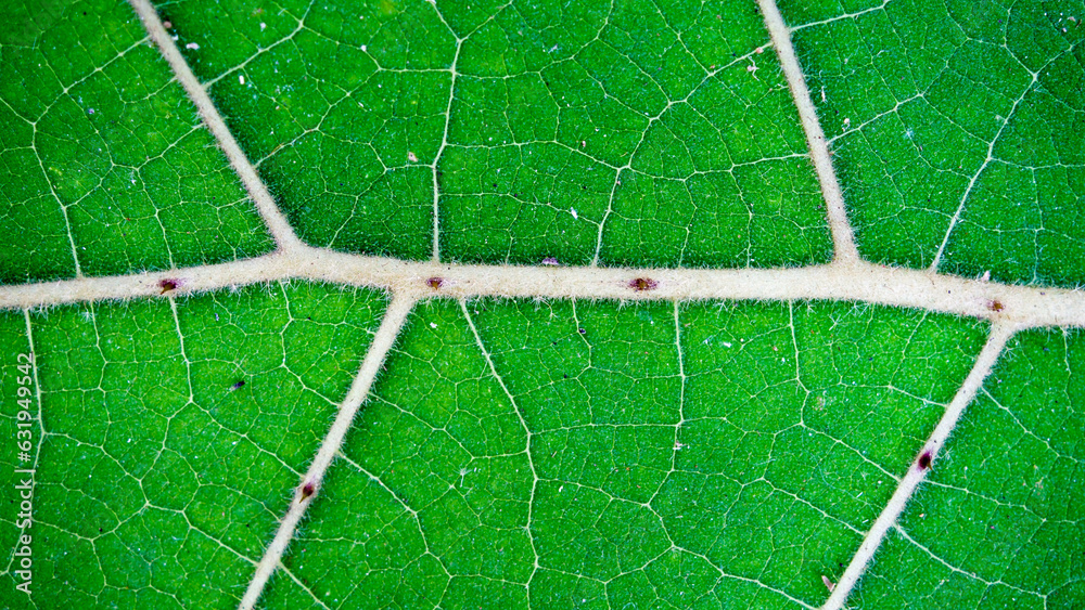 Macro de hoja de Quito quito o Solanum quitoense, fruta de planta ...