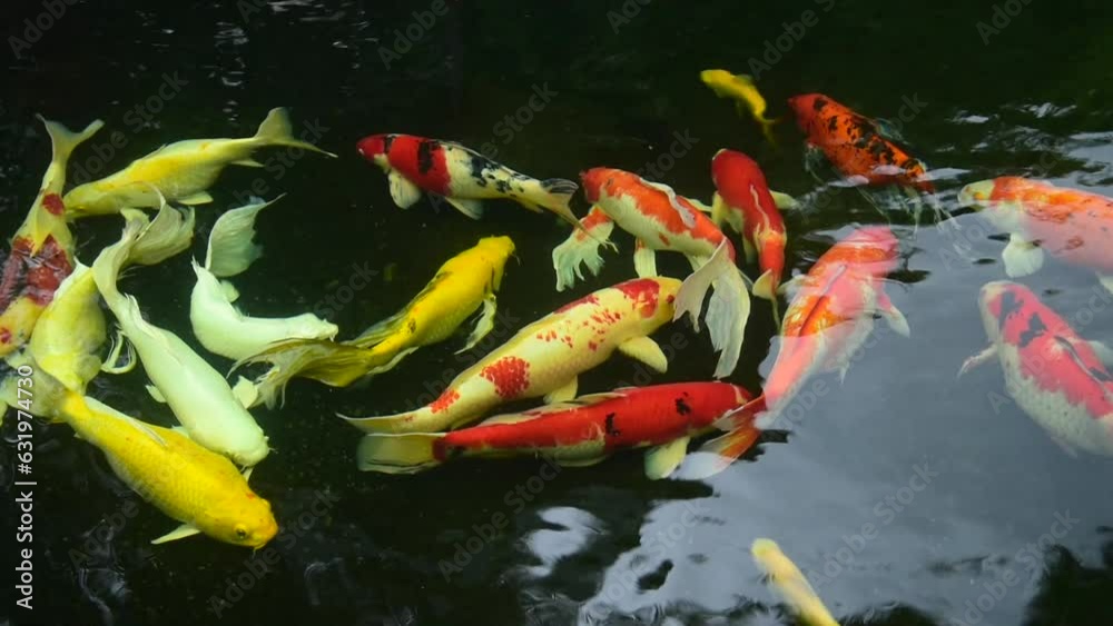 Vídeo do Stock: Heavy rainy raining season in koi pond blur background ...