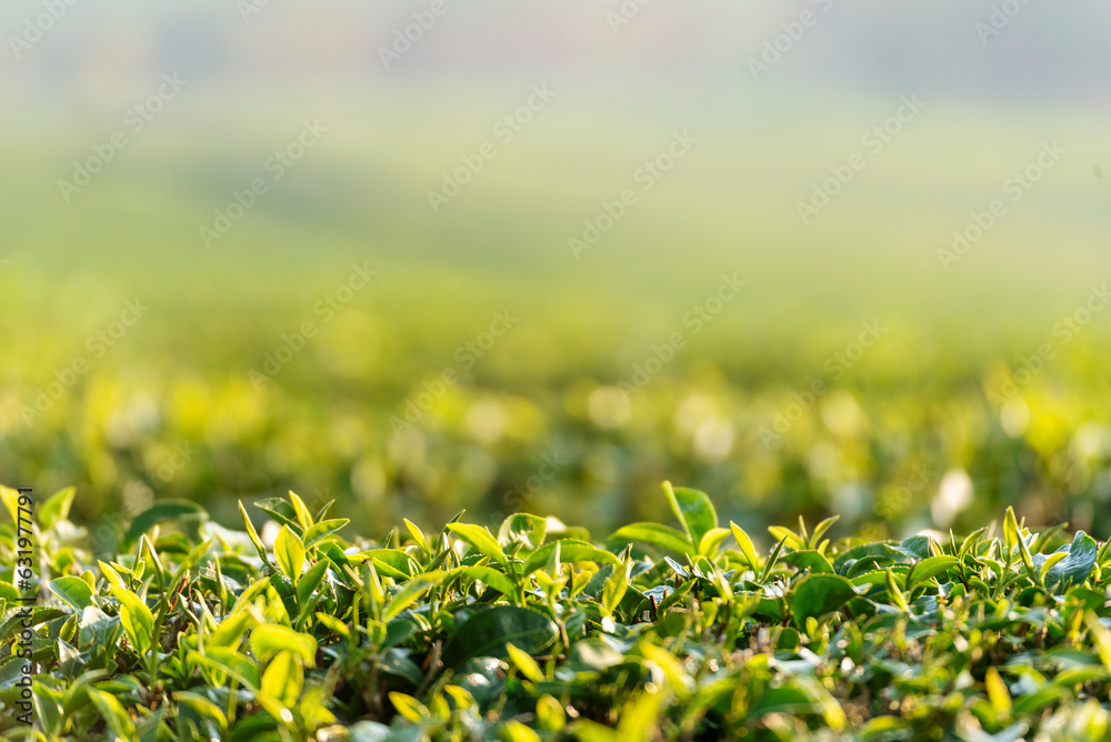 Green tea tree leaves field young tender bud herbal Green tea tree in ...