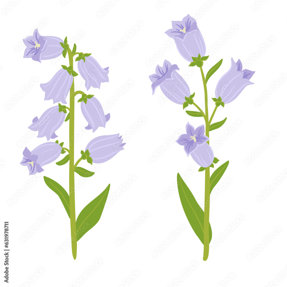 campanula champion, vector drawing bell flowers at white background ...
