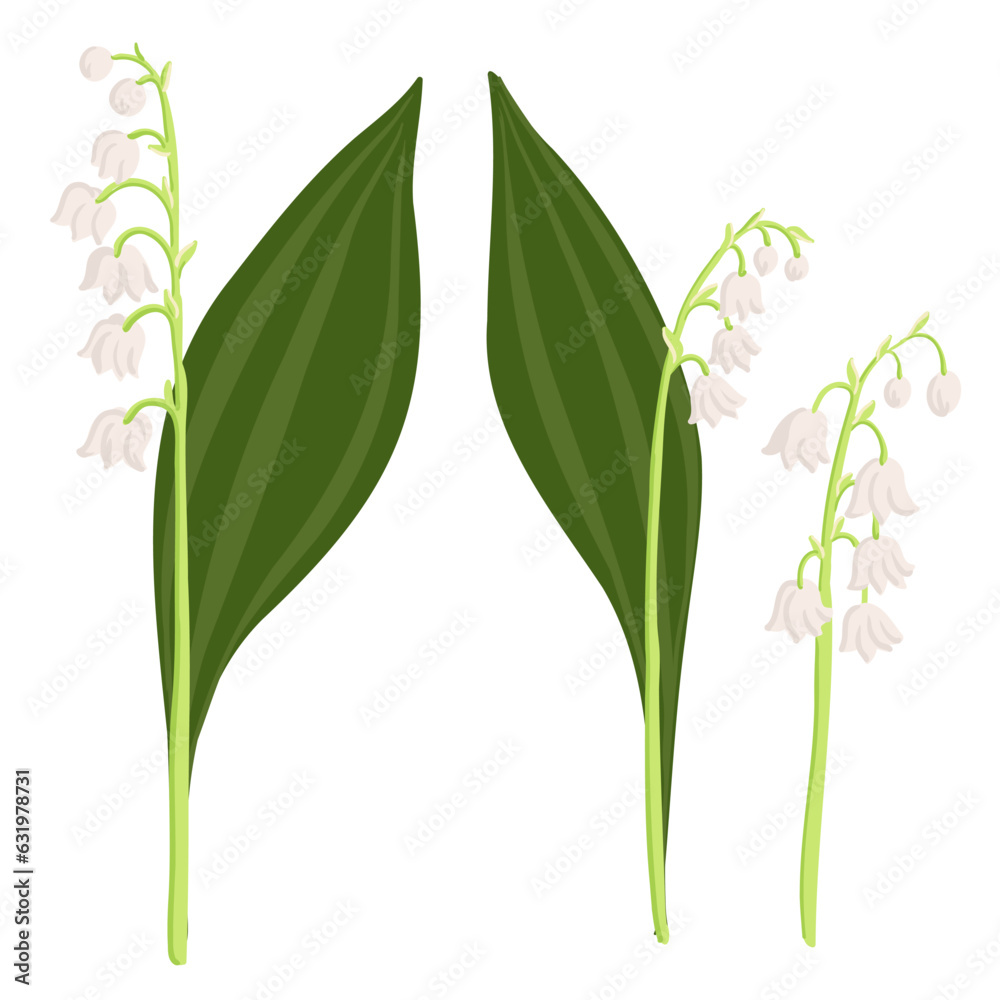 Lily of the valley,Convallaria majalis, vector drawing flowers at white ...