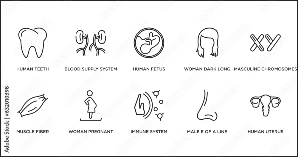 human body parts outline icons set. thin line icons such as human fetus ...
