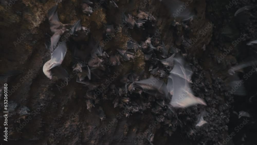 A large cave wall of flying foxes flying in different side in fear ...