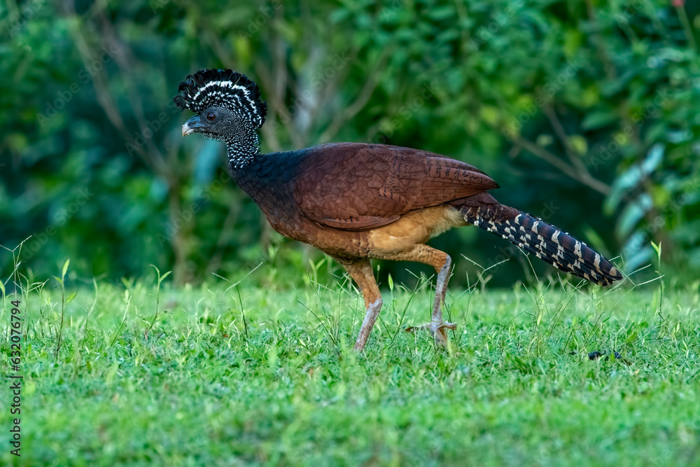 The great curassow is a large, pheasant-like bird from the Neotropical ...