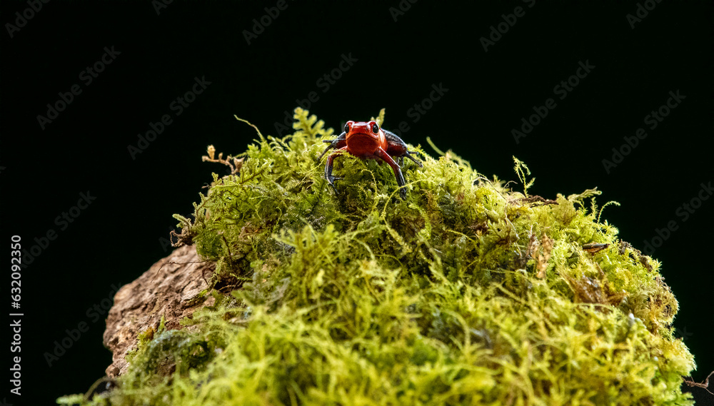 Red Strawberry poison dart frog, Dendrobates pumilio, nature habitat ...