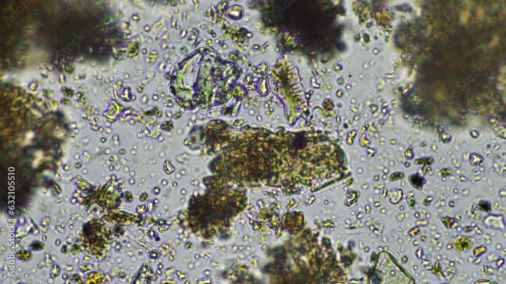 living soil life in a soil sample under the microscope in a lab Stock ...