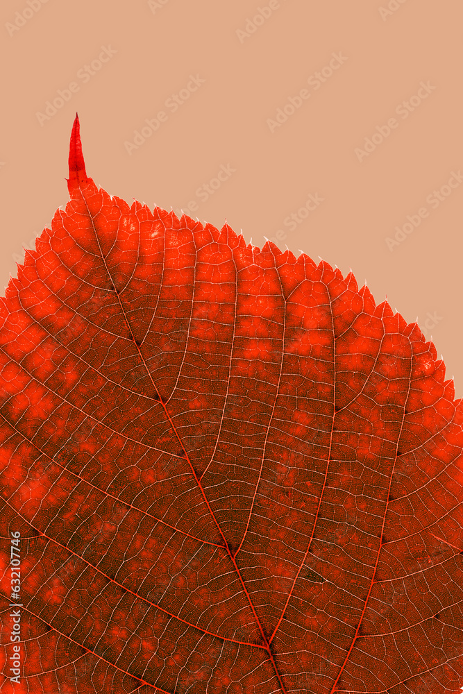 Macro photo of autumn red green eaf with natural texture as nature ...