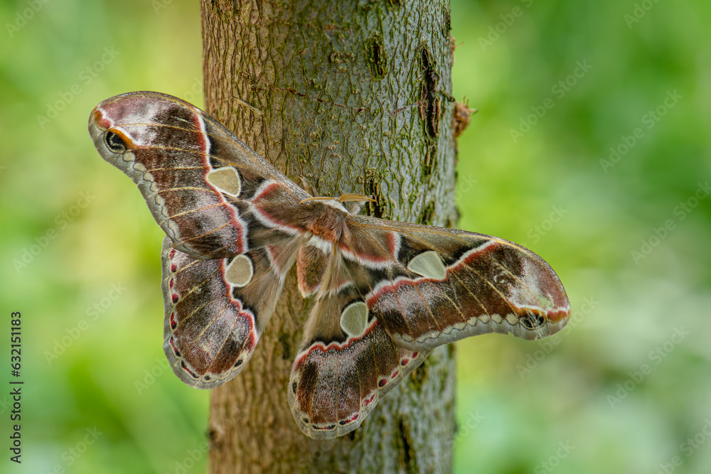 emperor moth - Rothschildia lebeau, large beautiful colored moth from ...