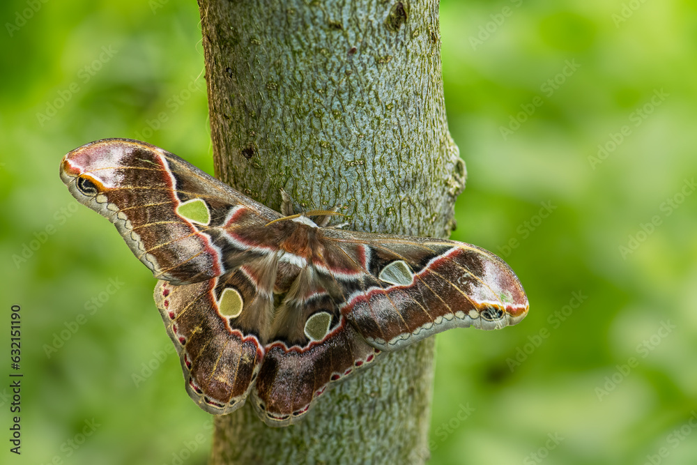 emperor moth - Rothschildia lebeau, large beautiful colored moth from ...